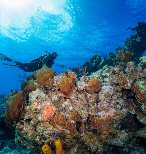 Bahamas Marine Life | Bahamas Sea Life